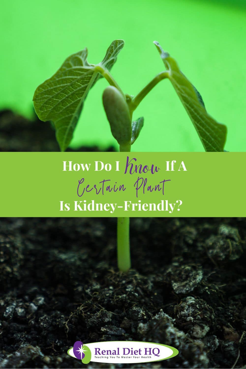 Planting a Kidney Friendly Garden - Renal Diet HQ